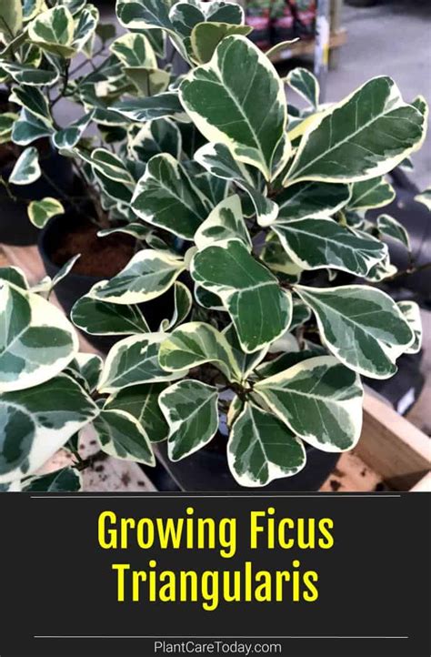 Growing Ficus Triangularis How To Grow The Triangle Ficus