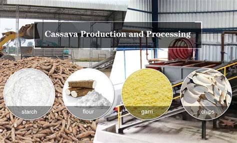 Cassava Production In Cambodia Processing Statusindustry News