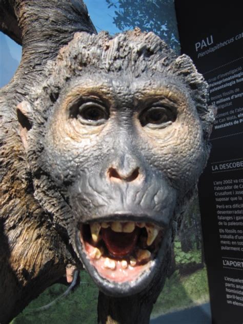Pierolapithecus Alchetron The Free Social Encyclopedia