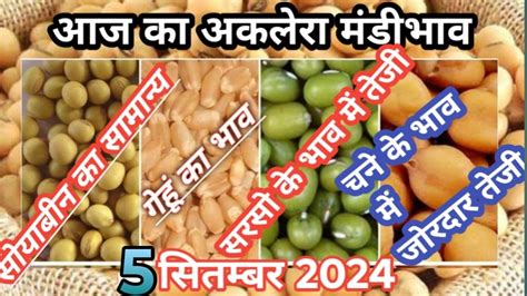 आज का अकलेरा मंडीभाव। 5 September 2024। सरसो चान के भाव में तेजी