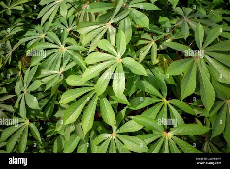Cassava Mandioa Manioc Tapioca Trees Manihot Esculenta Young