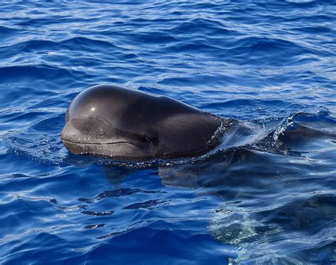Pilot Whales Whale Watch Tenerife