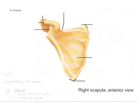 Right Scapula Anterior Labeling — Printable Worksheet