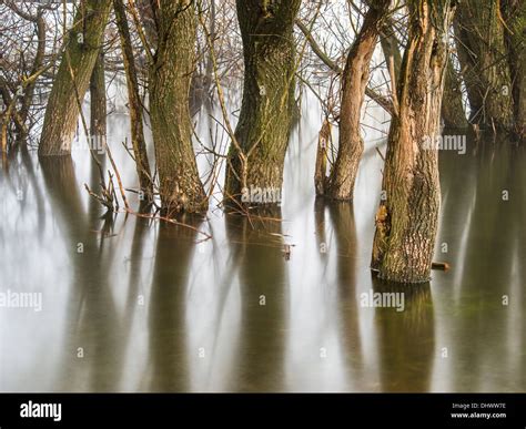 Tree Reflection In Water Stock Photo Alamy