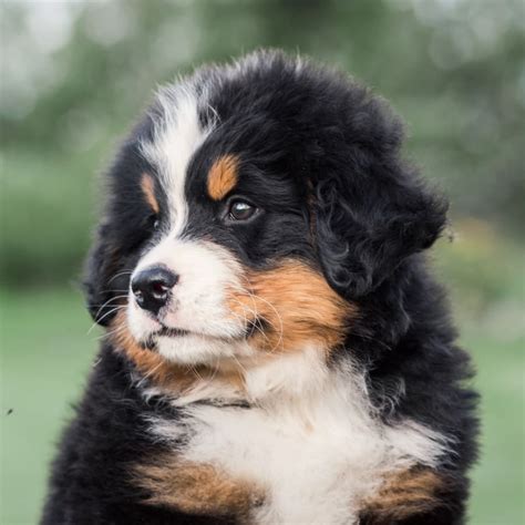 Pet Bathing And Grooming Cleveland Vet