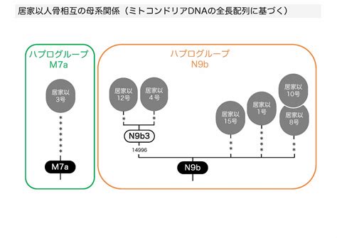 Dna分析 ｜ 居家以岩陰遺跡の研究―早期縄文人の生活と社会―