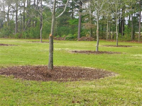 Pruning Juvenile Pecans Daingerfield Bee