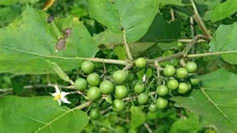 Foto Pokak Tanaman Liar Dengan Ragam Manfaat Sebagai Obat Herbal