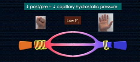 Microcirculation Flashcards Quizlet