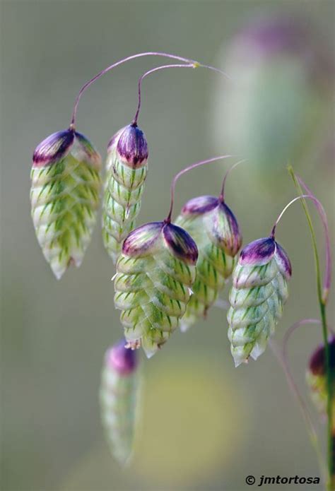 花flower 珍しい花 エキゾチックな花 珍しい植物