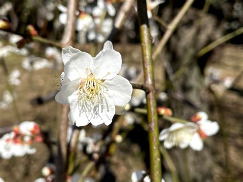 Horti By Greensnap