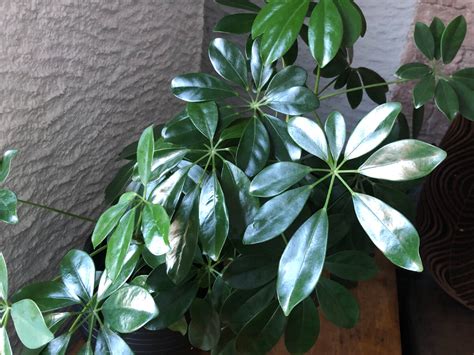 Все знакомые думают что я мою комнатные растения каждый день хотя я этим занимаюсь раз в 3 4