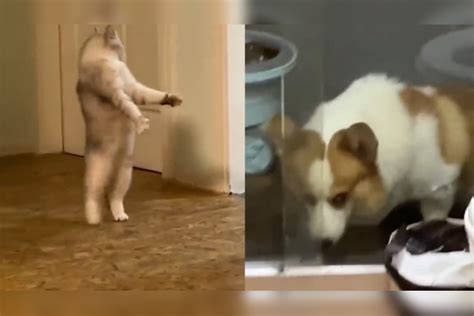 狗子犯错被关到洗手间！猫咪嘚瑟在门口站着走路炫耀“自由”：有“猫病”猫咪洗手间自由