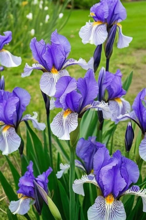 8 Time Tested Techniques To Grow Gorgeous Iris Flowers From Seed In