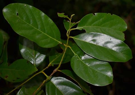 Cryptocarya Vulgaris Smithfield Regional Park Cairns Ql Flickr