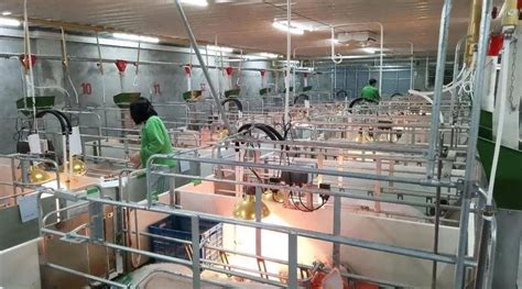 新希望六和打造国产“猪芯片”育种种猪核心