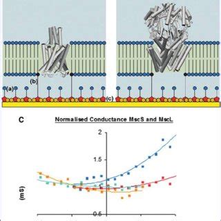 Three Dimensional Structure Of MscS Closed Channel And An Expanded Download Scientific Diagram