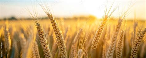 Poster Genetically Modified Crops With Drought Resistance Climate Resilient Agricultur Wall