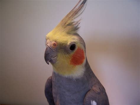 Cockatiel Wallpaper Biological Science Picture Directory