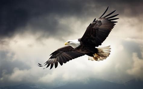 Eagle Flying In The Storm