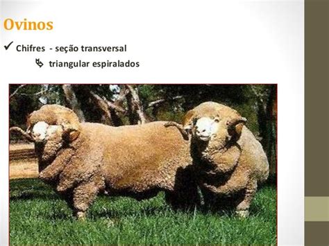 Diferenças Entre Ovinos E Caprinos