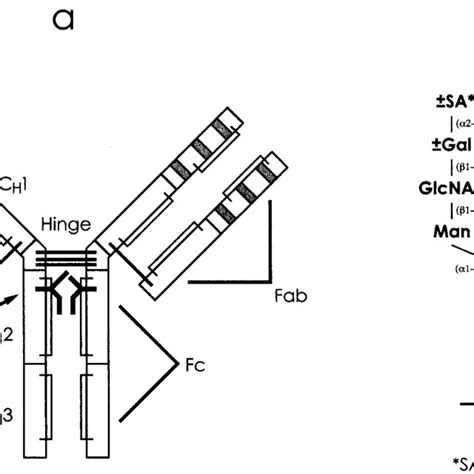 A Schematic Representation Of Igg Showing The Domain Structure Download Scientific Diagram