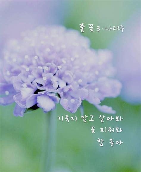 풀꽃3 나태주 시 책