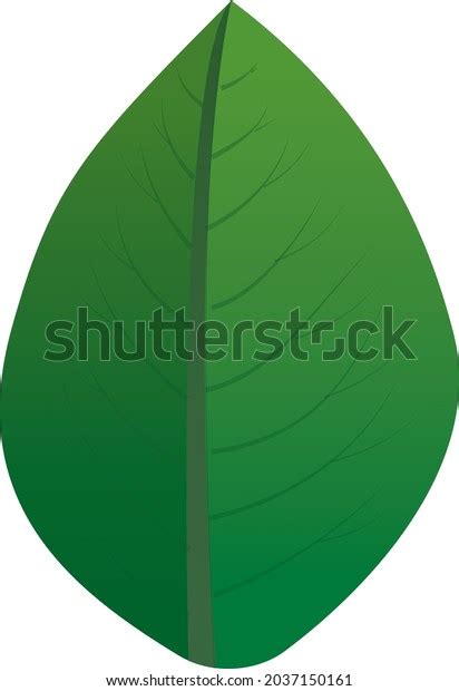 Beautiful Vector Green Leaf Illustrator Stock Vector Royalty Free