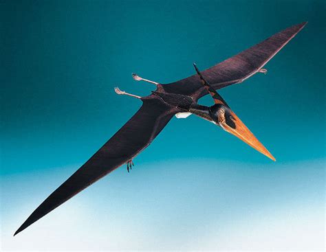 Bouwplaat Vliegende Sauriër Pteranodon Ingens Coreyn Nl