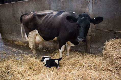 How Age At First Calving Influences Productivity And Fertility Dairy Global