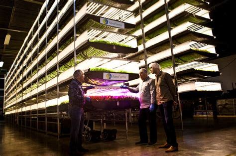 How Does This Garden Grow To The Ceiling The New York Times