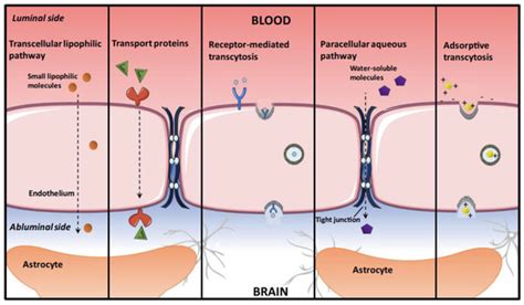 Management Of Brain Cancer And Neurodegenerative Disorders With Polymer
