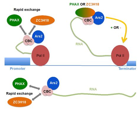 Sorting Rna For Production Or Decay