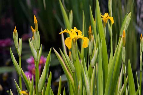 Iris Pseudacorus Variegata Bbc Gardeners World Magazine