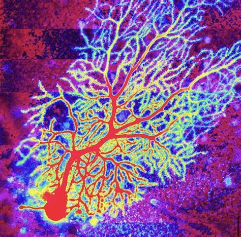 Abstract Artwork Of Neuroscience