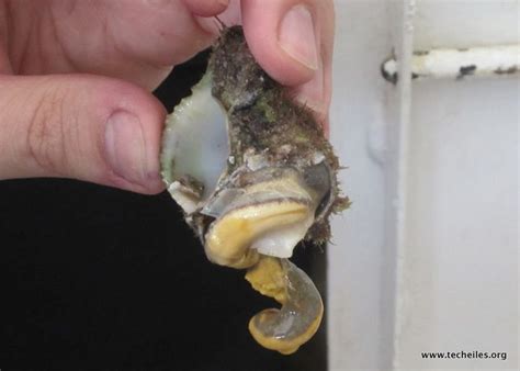 תולעת The Body Of The Snail Partially Removed From Shell Techeiles Chabura