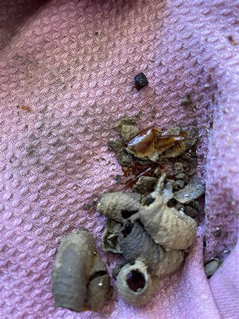 Is This A Bug Larva Rwhatsthisbug