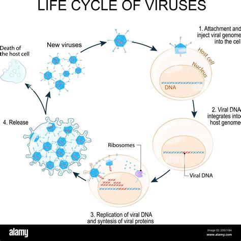 Viruses Life Cycle For Example Adenoviruses Most Commonly Cause