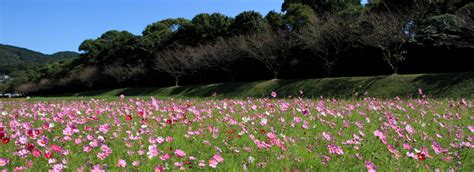 福岡県太宰府市 自治体詳細 三越伊勢丹ふるさと納税