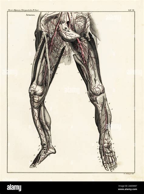 Anatomy Of The Human Arterial System In The Legs Handcoloured