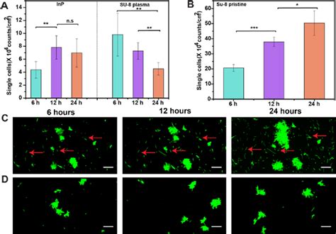 Bacterial Adhesion On Samples With Different Surface Properties A