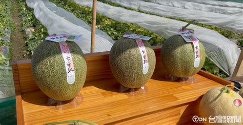 洋香瓜好時節將登場 品嘗後壁美味卡蜜拉 鑫傳國際多媒體科技股份有限公司 Tdn台灣生活新聞