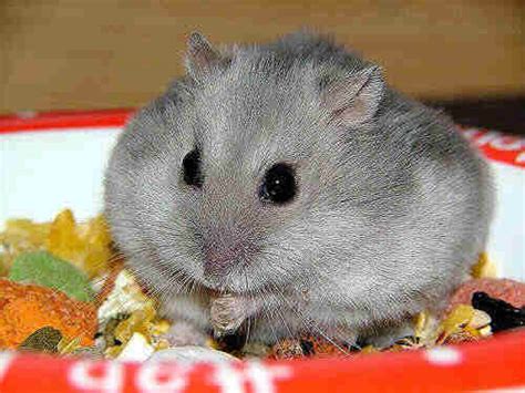Hamster