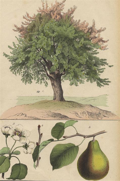 Pear Tree Drawing