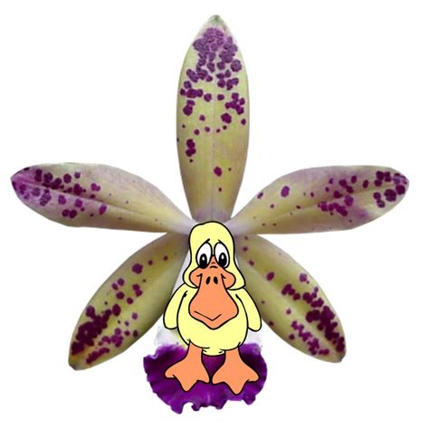 Ohio Orchids Youtube