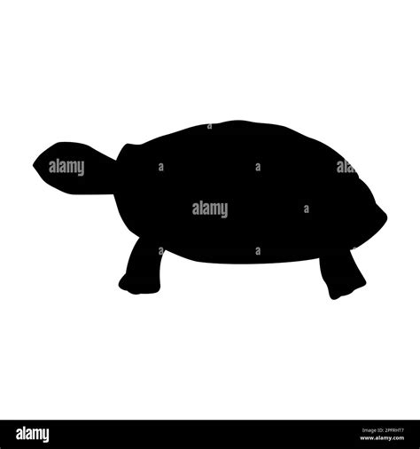 Turtle Icon Vector Turtle Illustration On White Background Stock