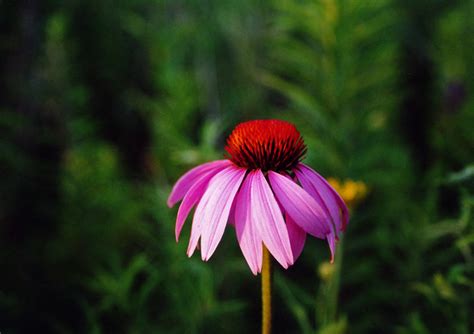 Minnesota Seasons Narrow Leaved Purple Coneflower