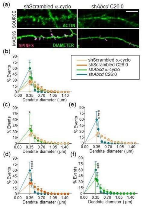 Reduced Dendrite Diameter In Abcd1 2 Deficient Neurons Download Scientific Diagram