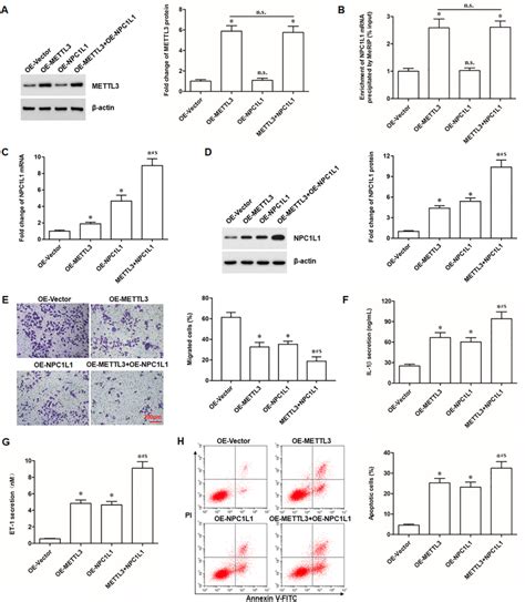 Overexpression Of Mettl3 And Npc1l1 Inhibited Cell Migration And