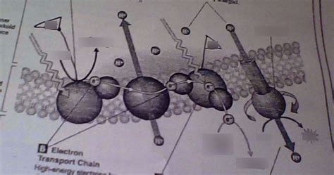 Science Unit 5 Diagram 2 Diagram Quizlet